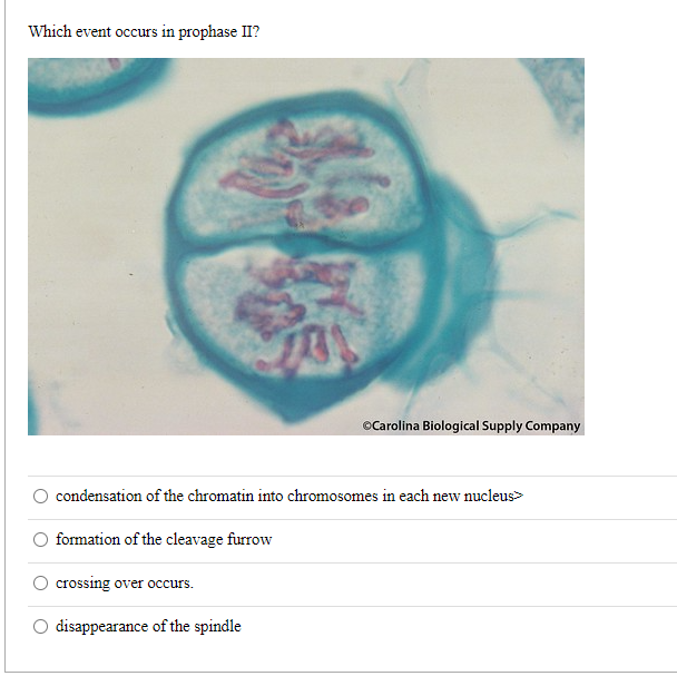 Which event occurs in prophase II | StudyX