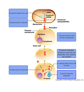 The image is a diagram illustrating the | StudyX