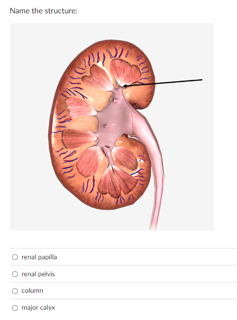Name the structure: [Image of a kidney | StudyX