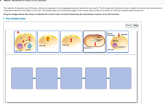 Drag the images below into boxes to indicate | StudyX