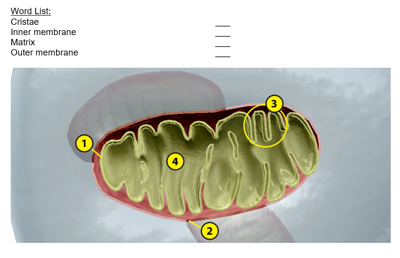 Word List: Cristae Inner membrane Matrix | StudyX