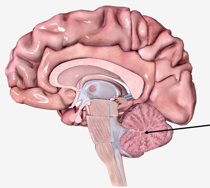 Name the structure: See image for details. | StudyX
