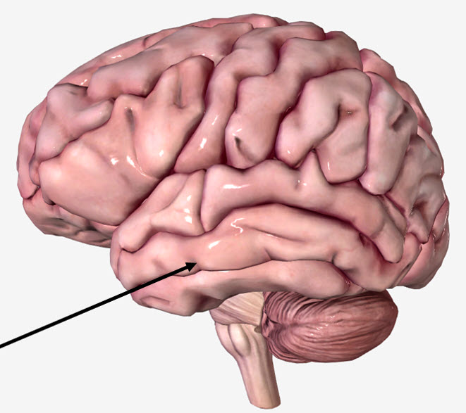 parietal lobe temporal lobe occipital lobe | StudyX