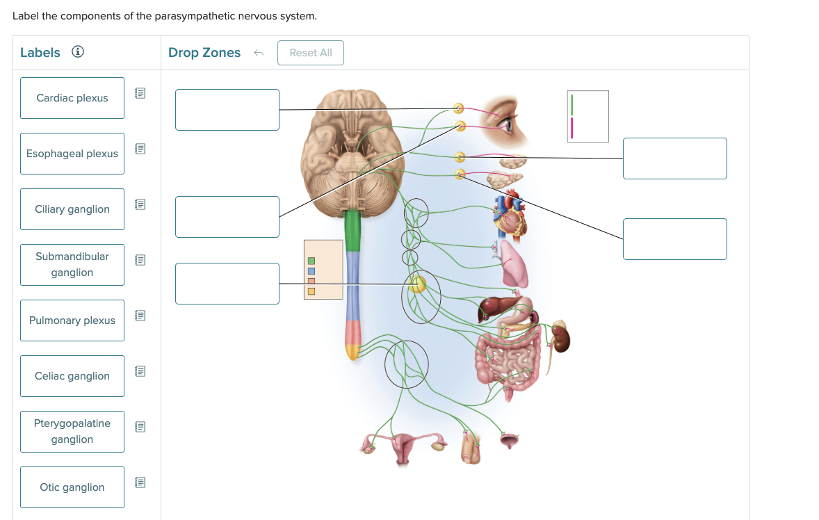 Label the components of the parasympathetic | StudyX