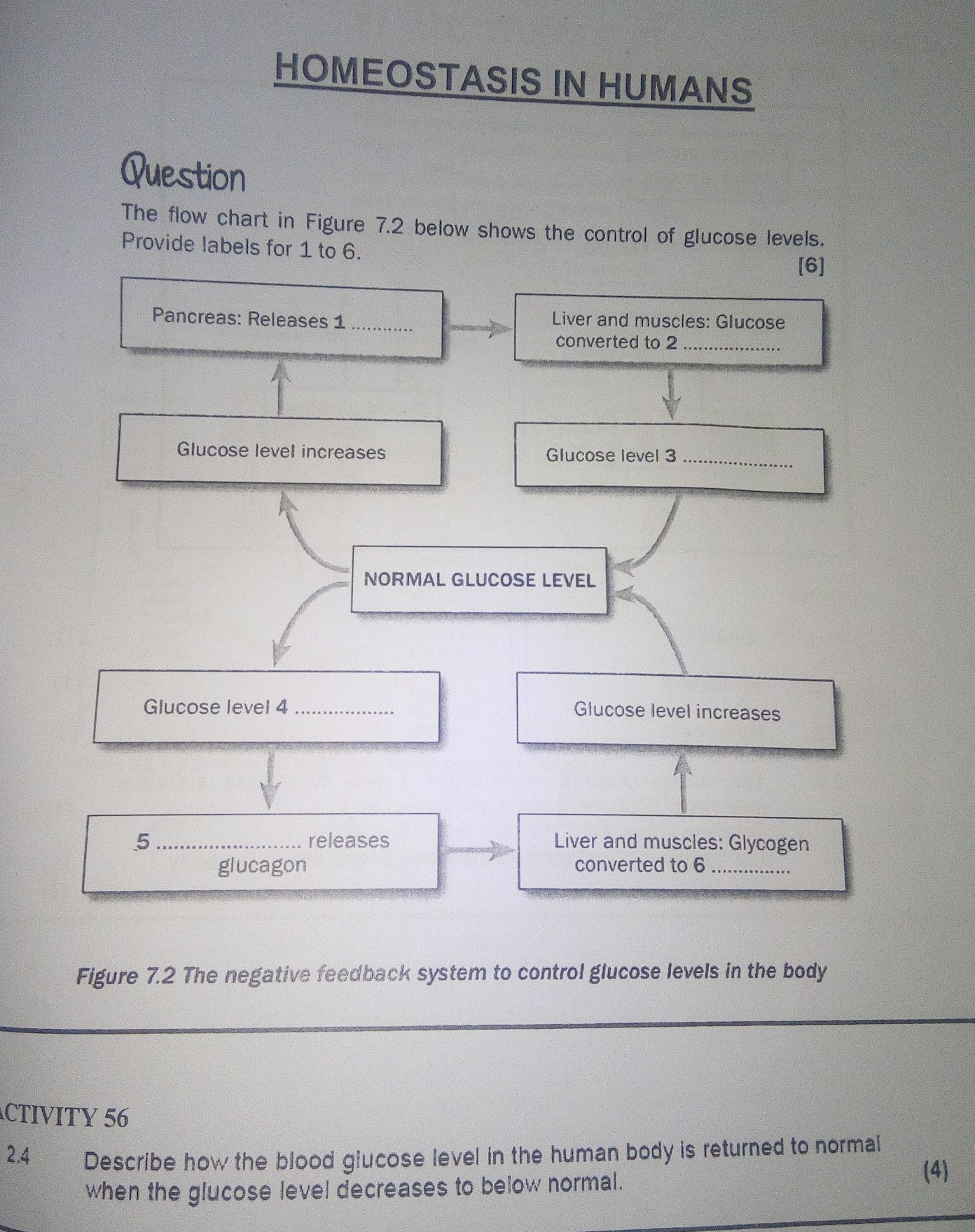 HOMEOSTASIS IN HUMANS Question The flow | StudyX