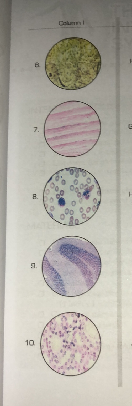 The image shows microscopic views of