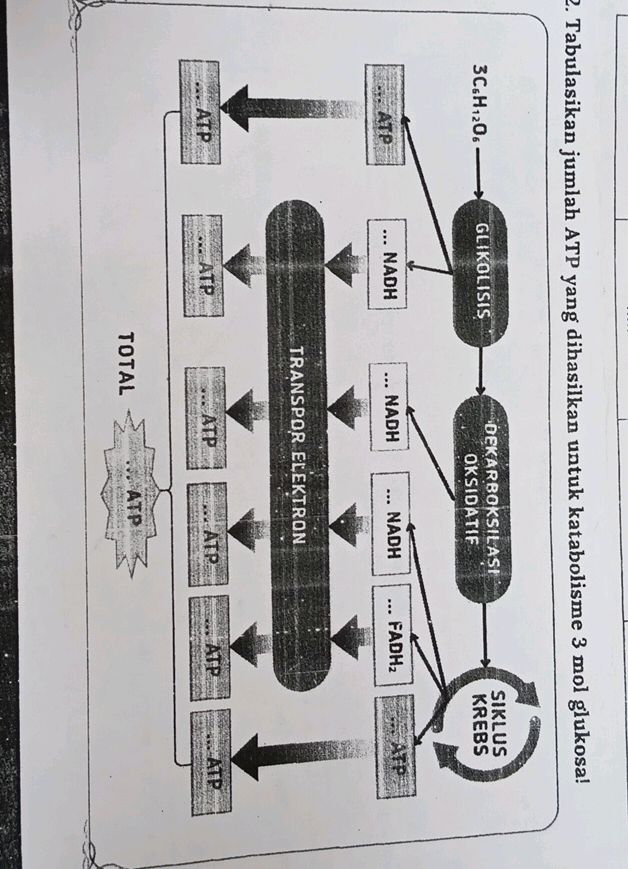 Tabulasikan jumlah ATP yang dihasilkan untuk