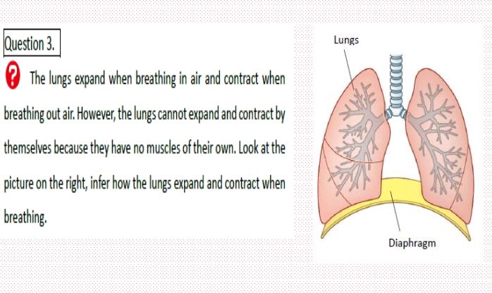 Question 3. The lungs expand when breathing | StudyX