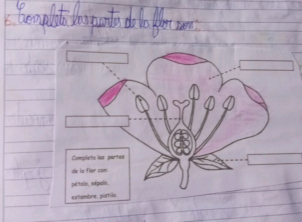 Completa las partes de la flor con: pétalo,
