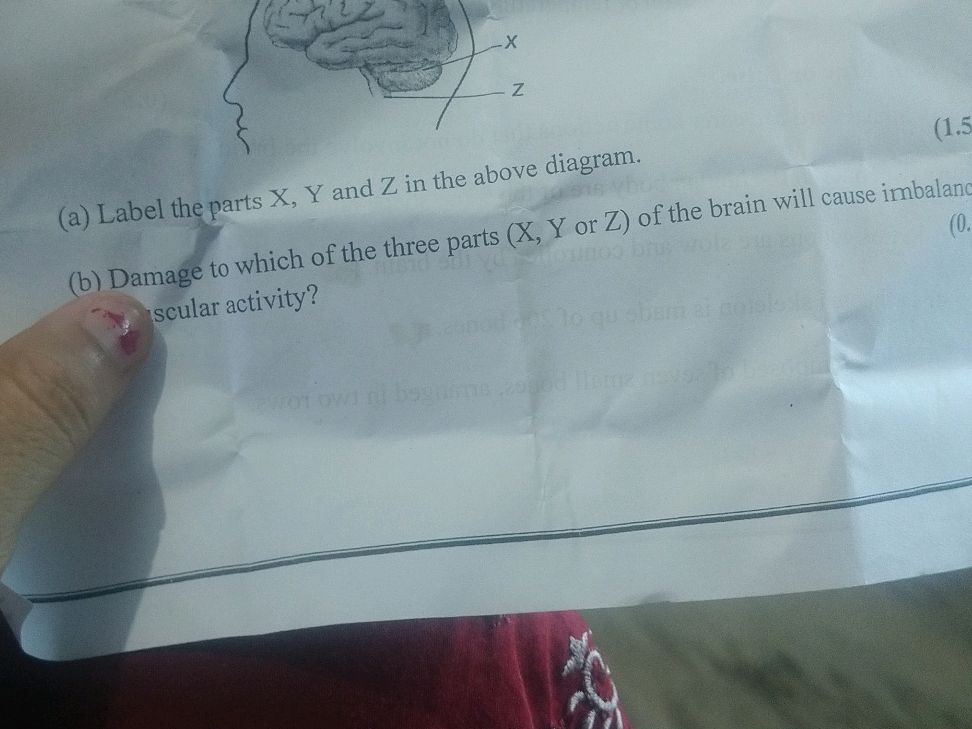 (a) Label the parts X, Y and Z in the above | StudyX