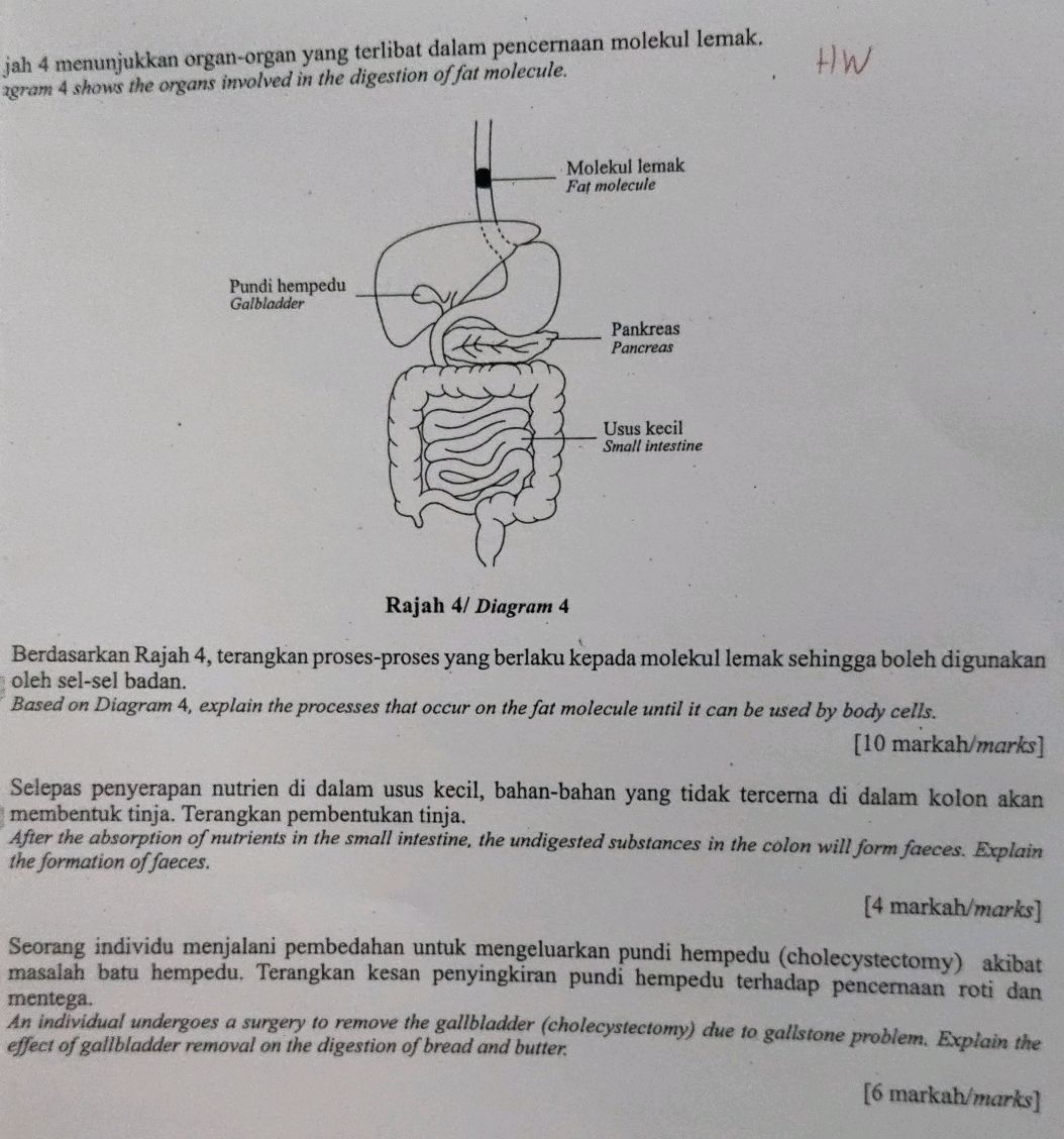 Based on Diagram 4, explain the processes | StudyX