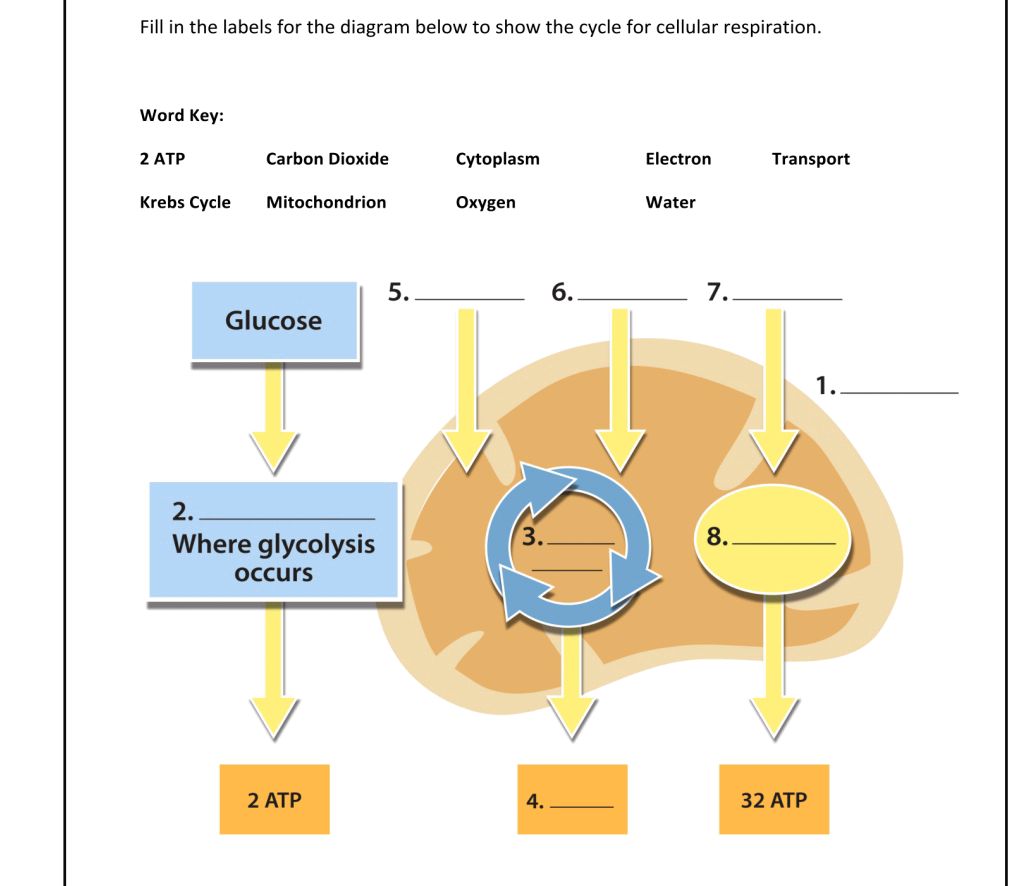 Fill in the labels for the diagram below to | StudyX