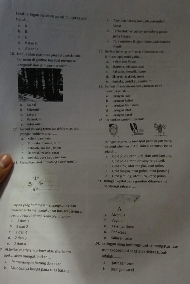 Letak jaringan meristem apikal ditunjukan | StudyX