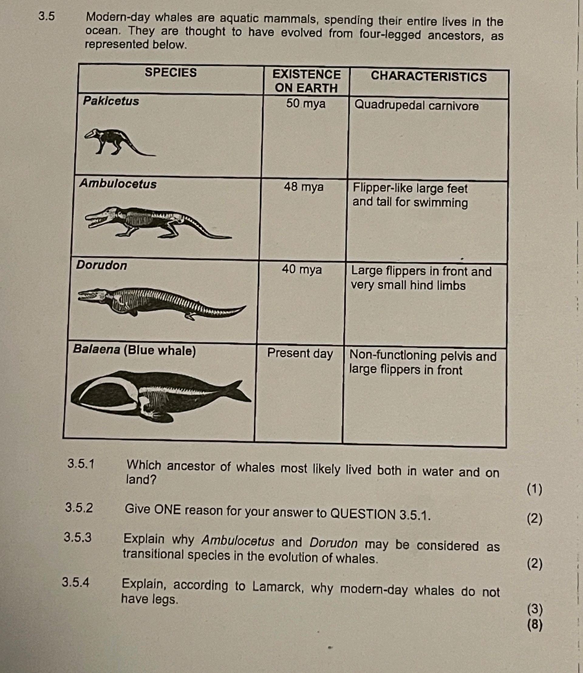 3. 5 Modern-day whales are aquatic mammals, | StudyX