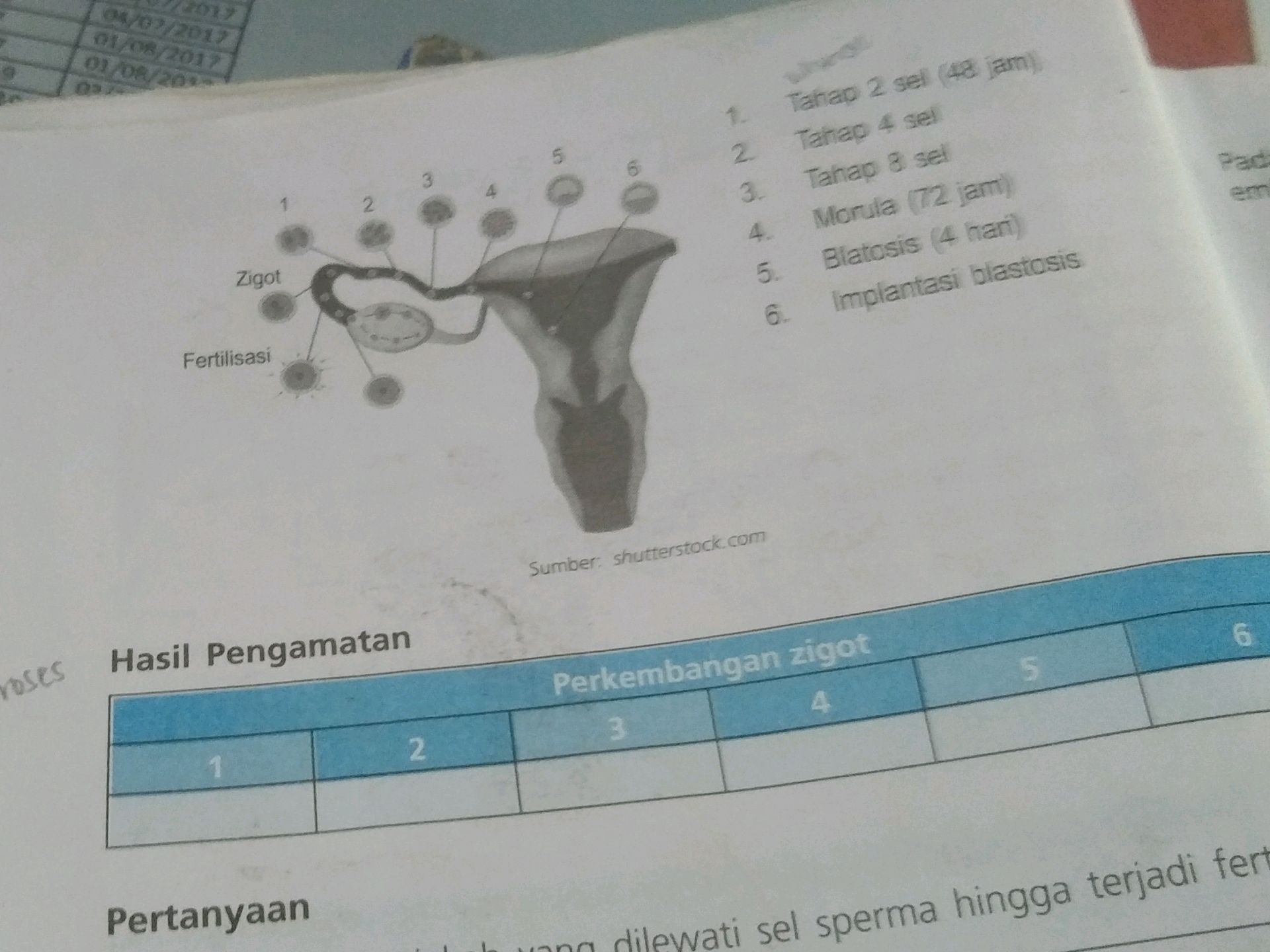 1. Tahap 2 sel (48 jam) 2. Tahap 4 sel 3. | StudyX
