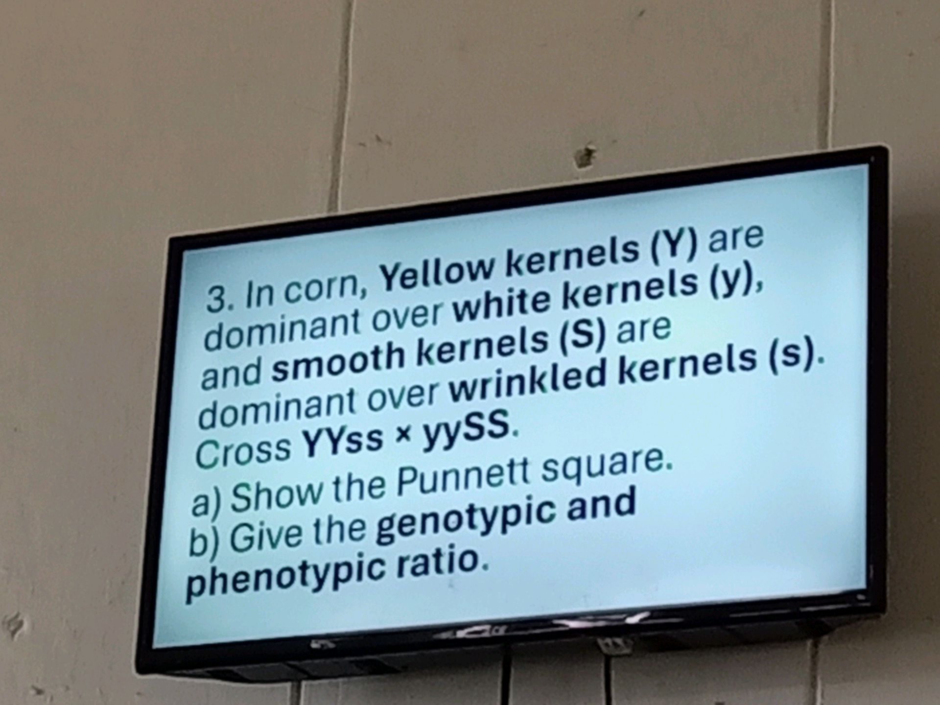 3. In corn, Yellow kernels (Y) are dominant | StudyX