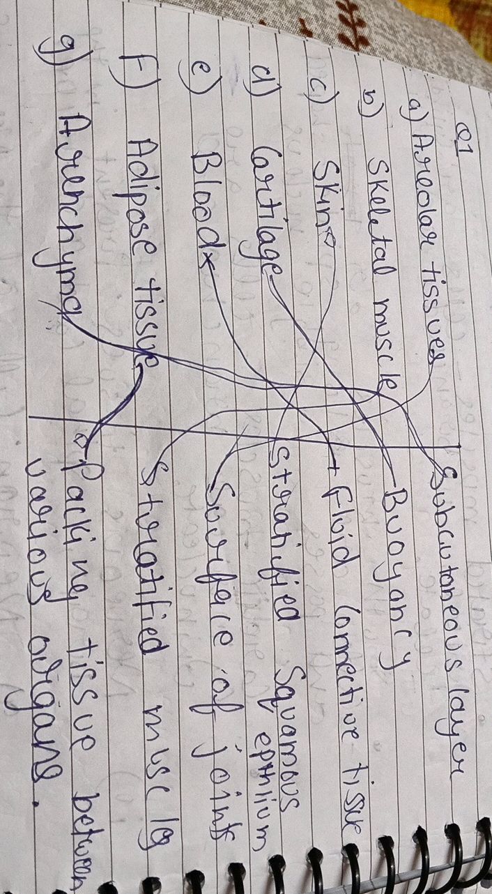 Q1 a) Areolar tissues - Subcutaneous layer | StudyX