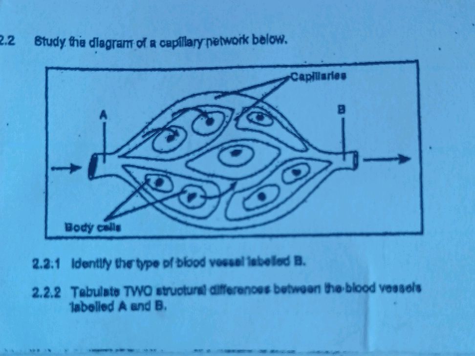 2.2 Study the diagram of a capillary network