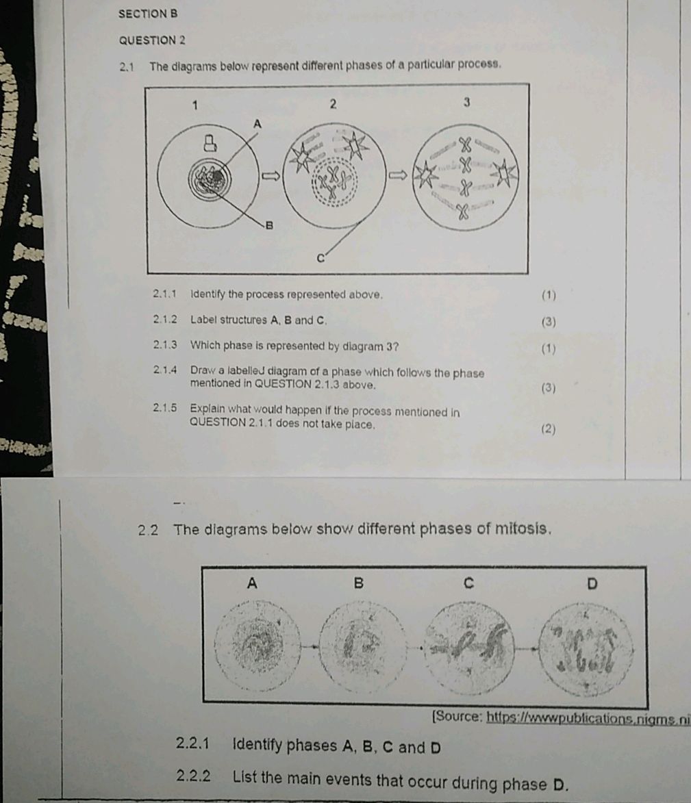 2.1 The diagrams below represent different | StudyX