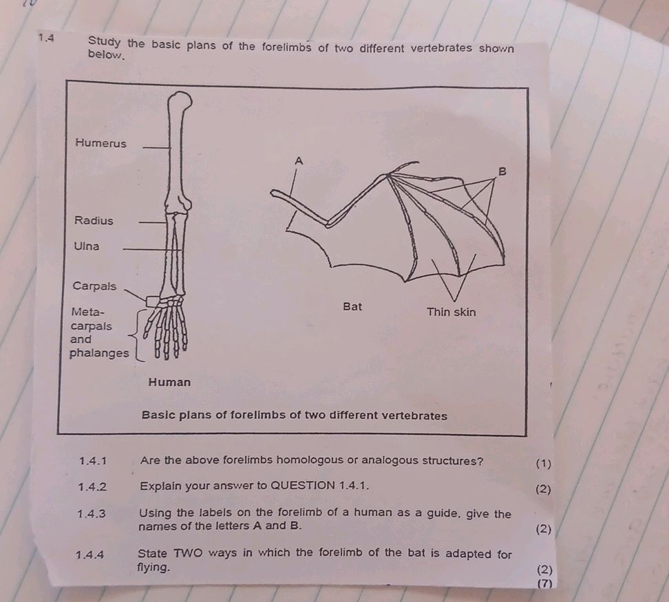 1. 4 Study the basic plans of the forelimbs | StudyX