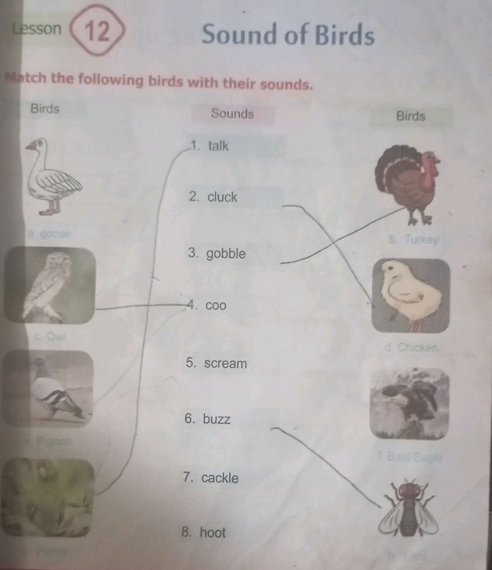 Match the following birds with their sounds. | StudyX