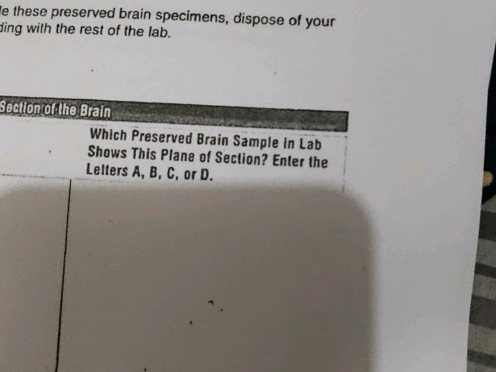 Which Preserved Brain Sample in Lab Shows | StudyX