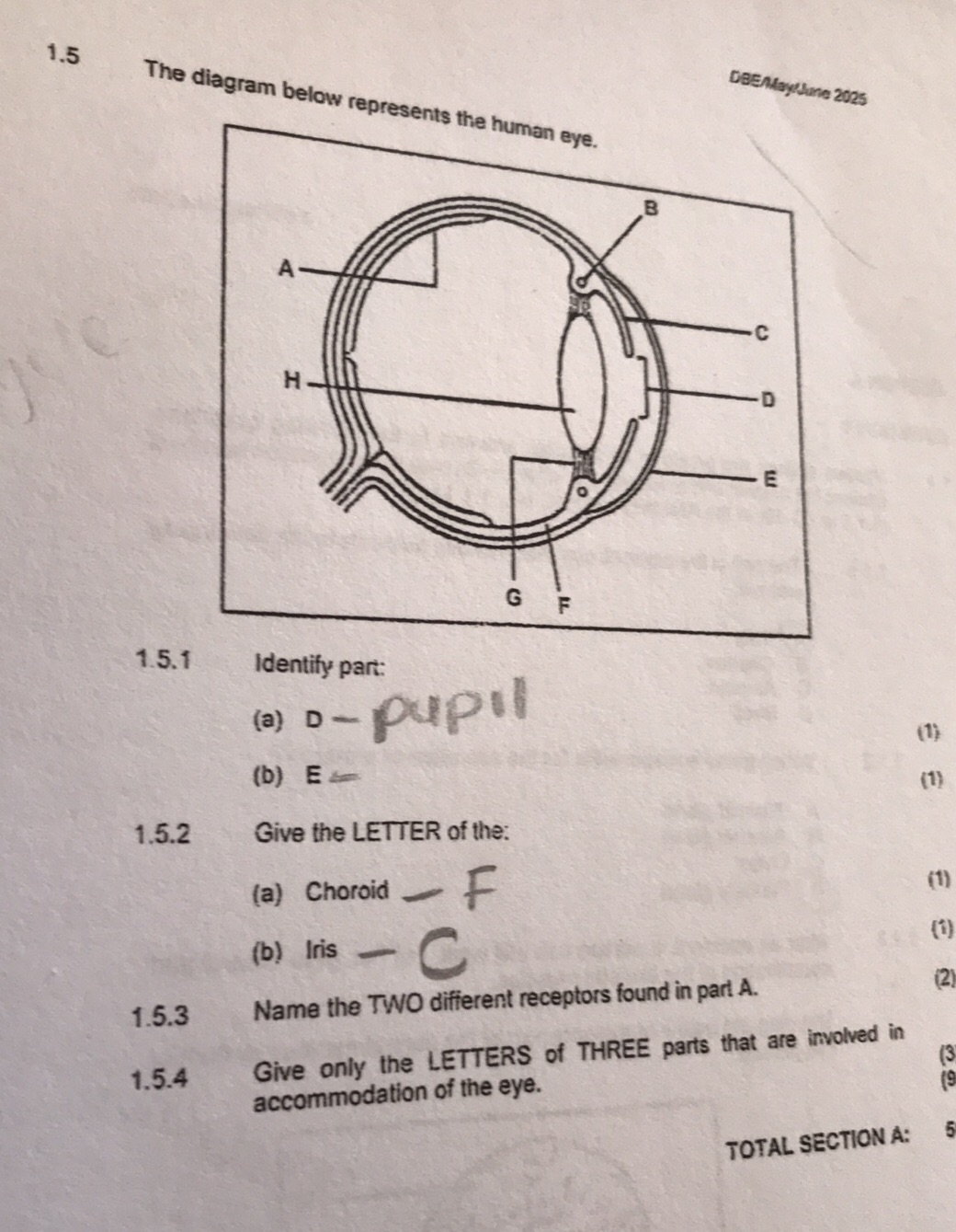 1.5 The diagram below represents the human | StudyX
