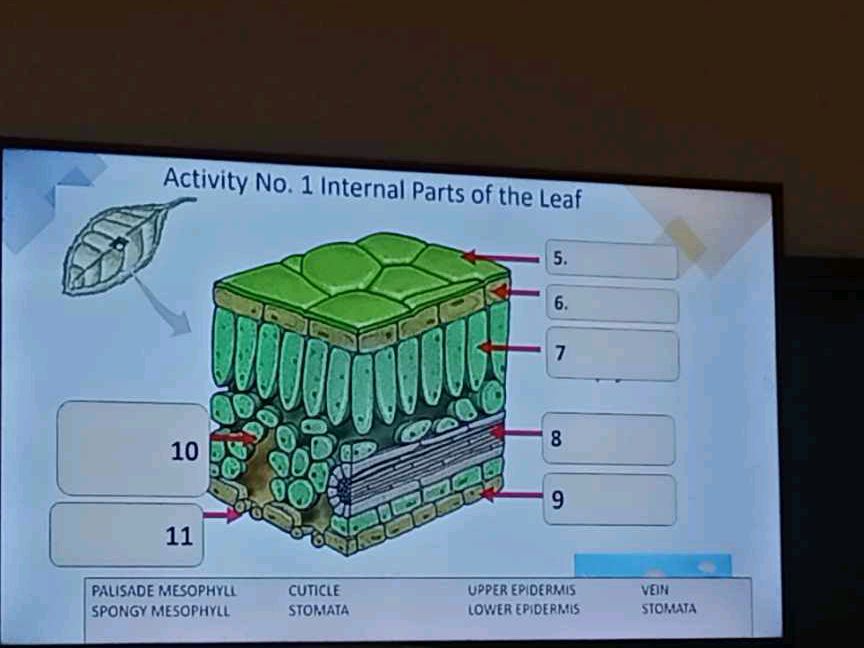 Activity No. 1 Internal Parts of the Leaf | StudyX