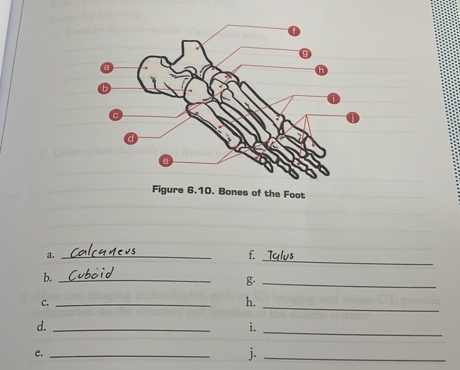 Figure 6.10. Bones of the Foot a. Calcaneus | StudyX