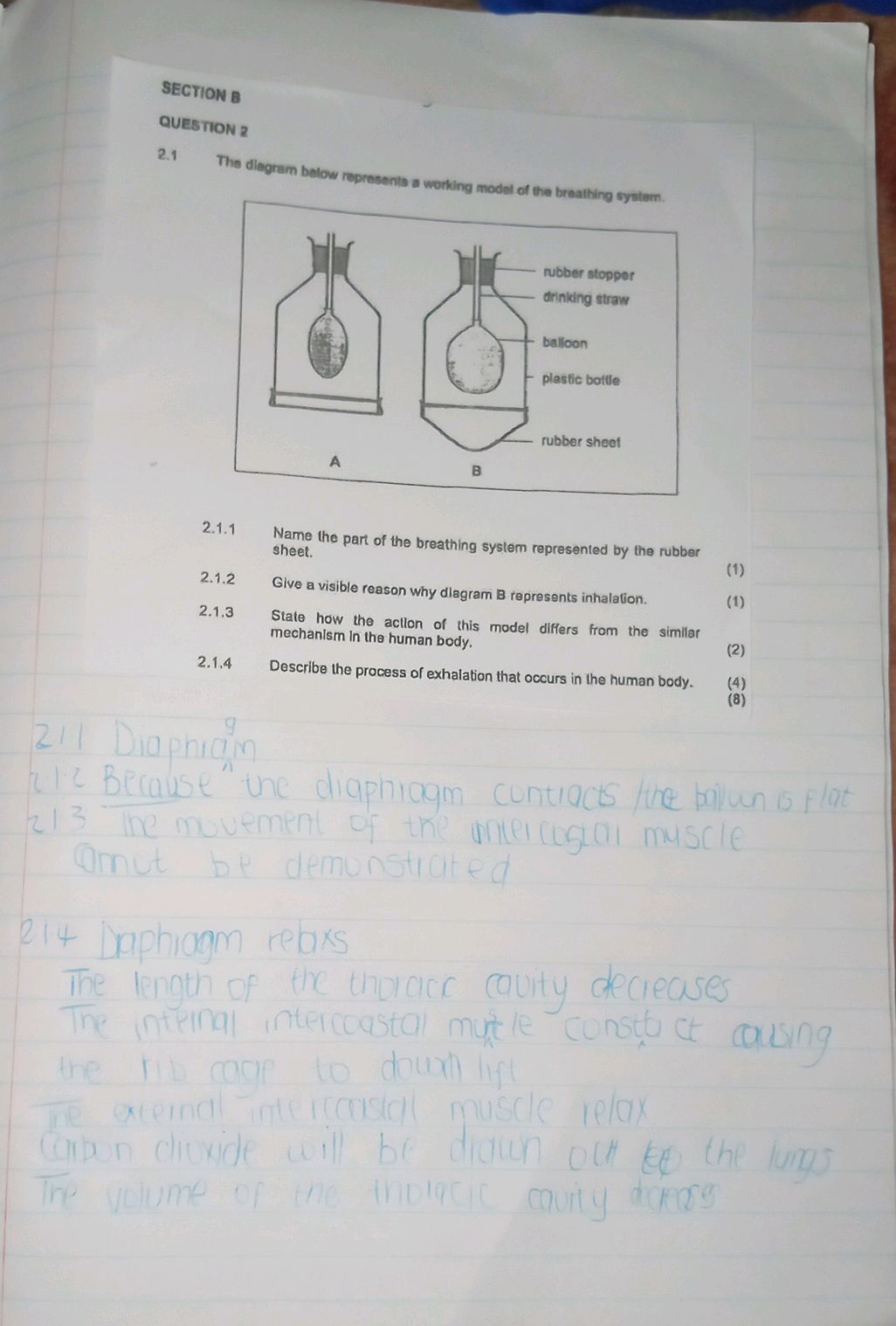 SECTION B QUESTION 2 2.1 The diagram below | StudyX