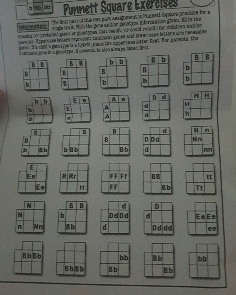 Punnett Square Exercises The first part of | StudyX