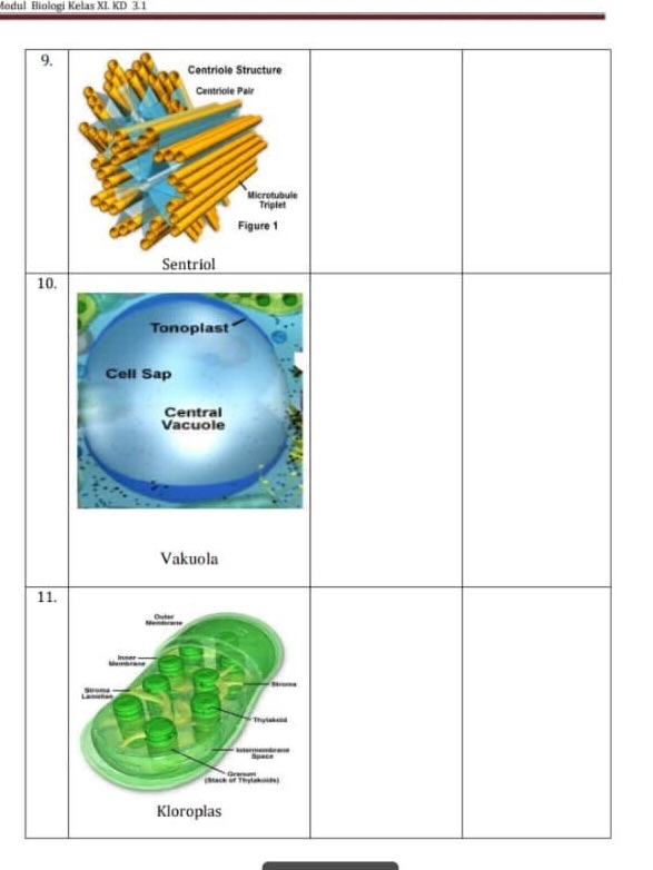 9. Centriole Structure Centriole Pair | StudyX