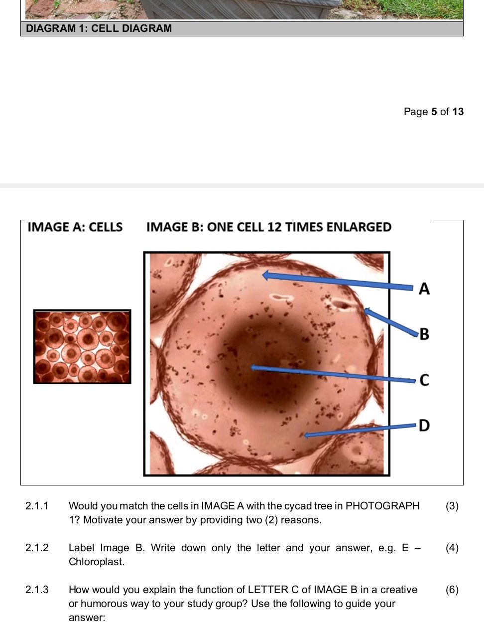 DIAGRAM 1: CELL DIAGRAM IMAGE A: CELLS | StudyX