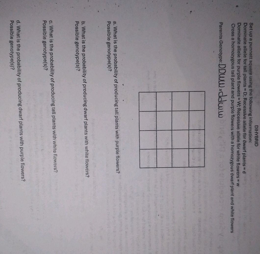 Set up a punnett square using the following