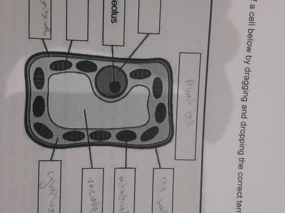 Label the parts of a plant cell by dragging