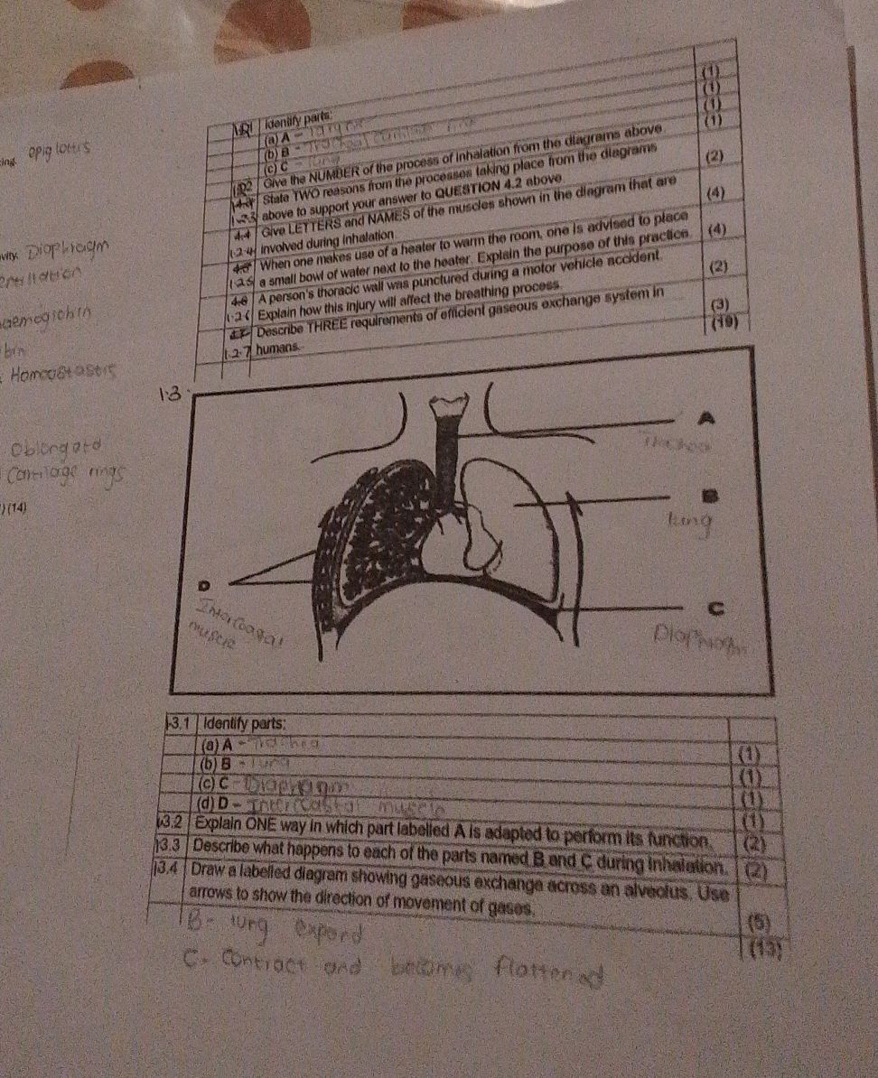 3.1 Identify parts: (a) A - trachea (b) B - | StudyX