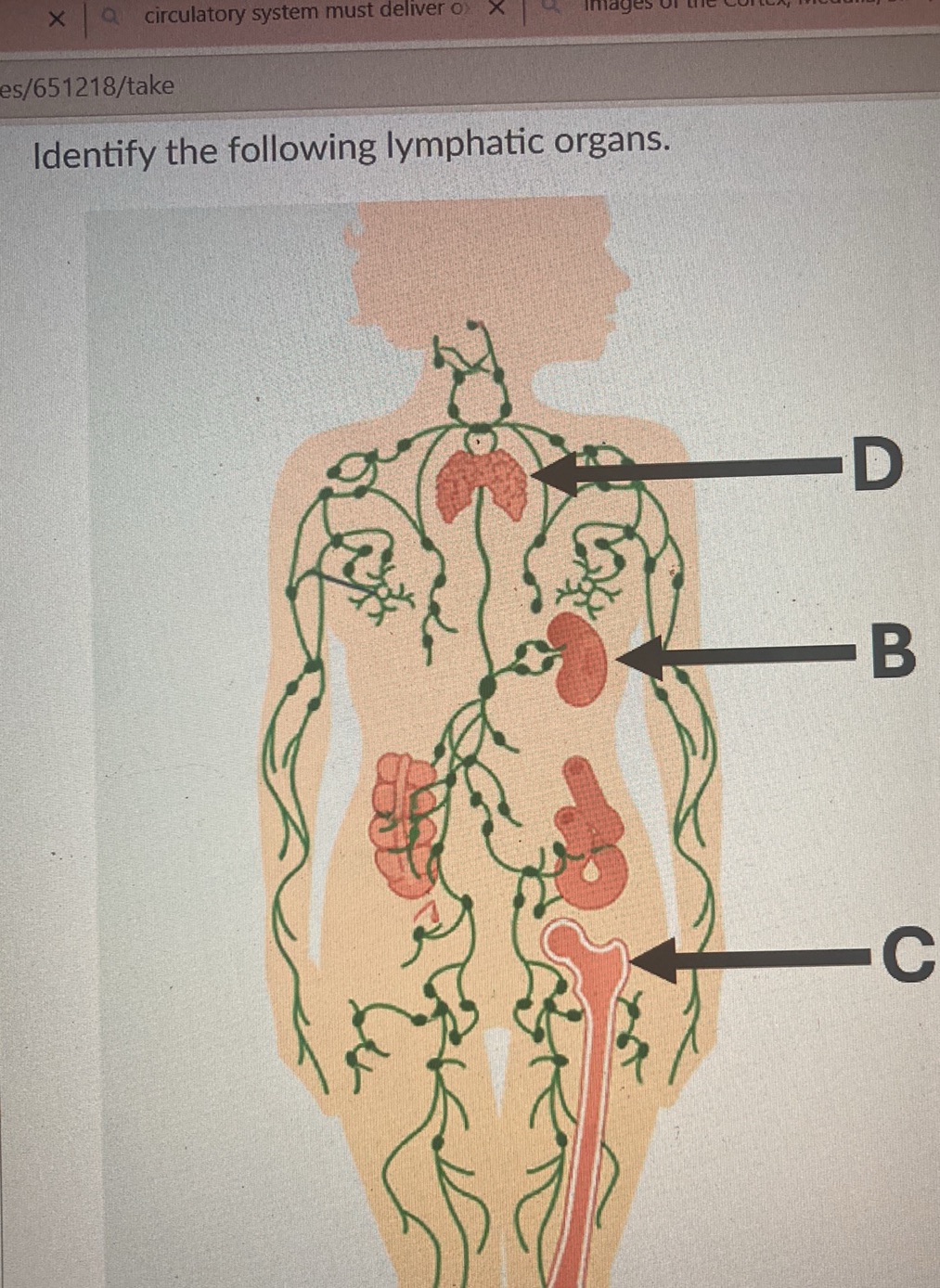 Identify the following lymphatic organs. D | StudyX