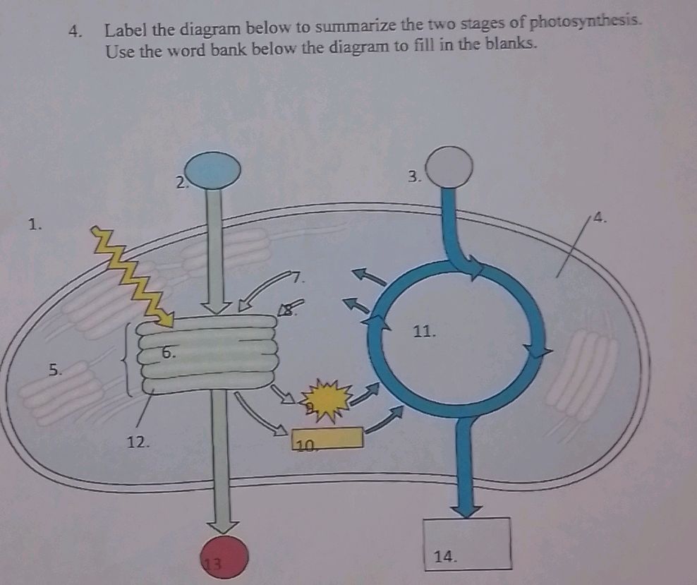 Label the diagram below to summarize the two | StudyX