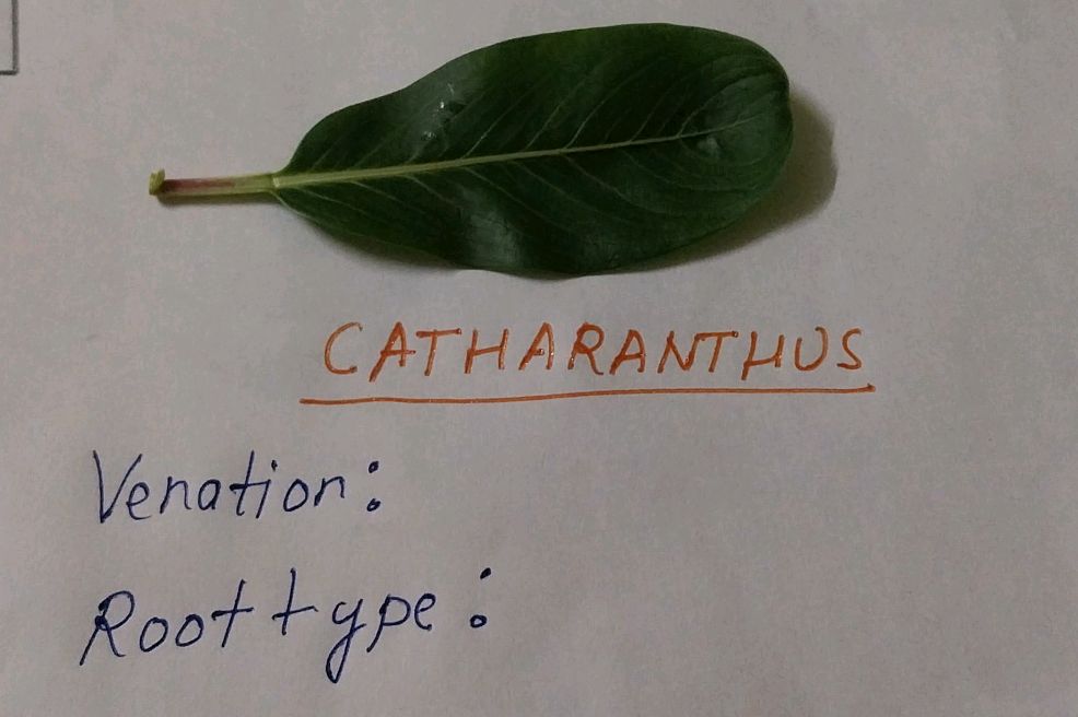 Catharanthus leaf venation and root type | StudyX