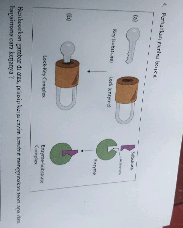 4. Perhatikan gambar berikut! (a) Key | StudyX