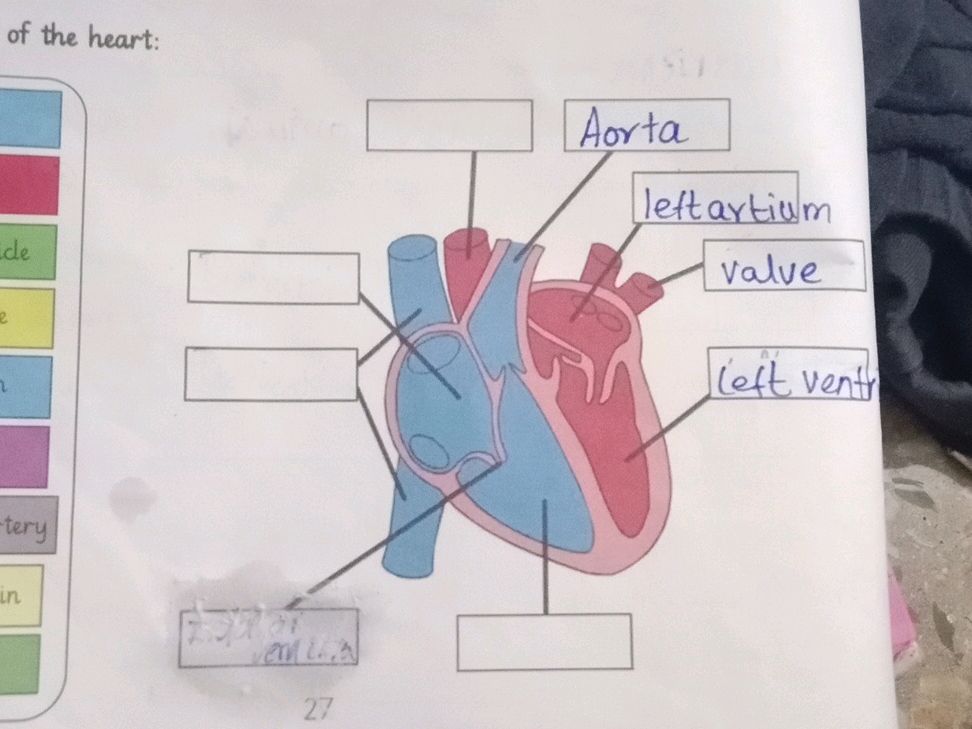 Label the parts of the heart. The image | StudyX