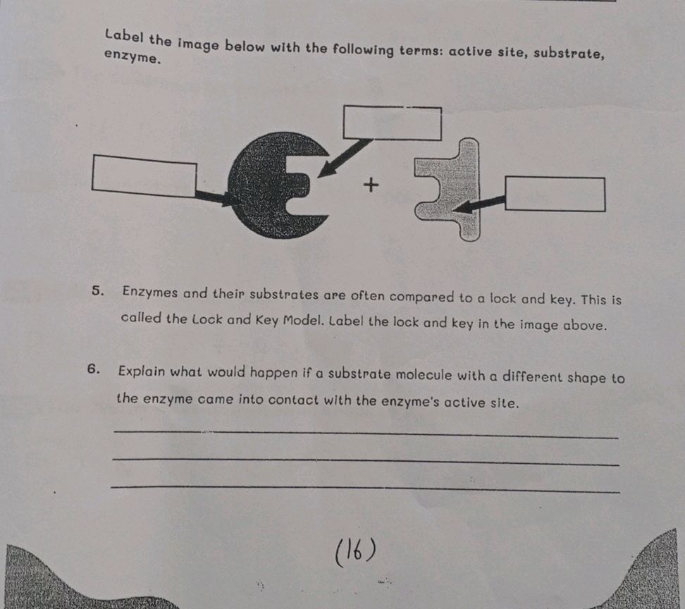 Label the image below with the following | StudyX