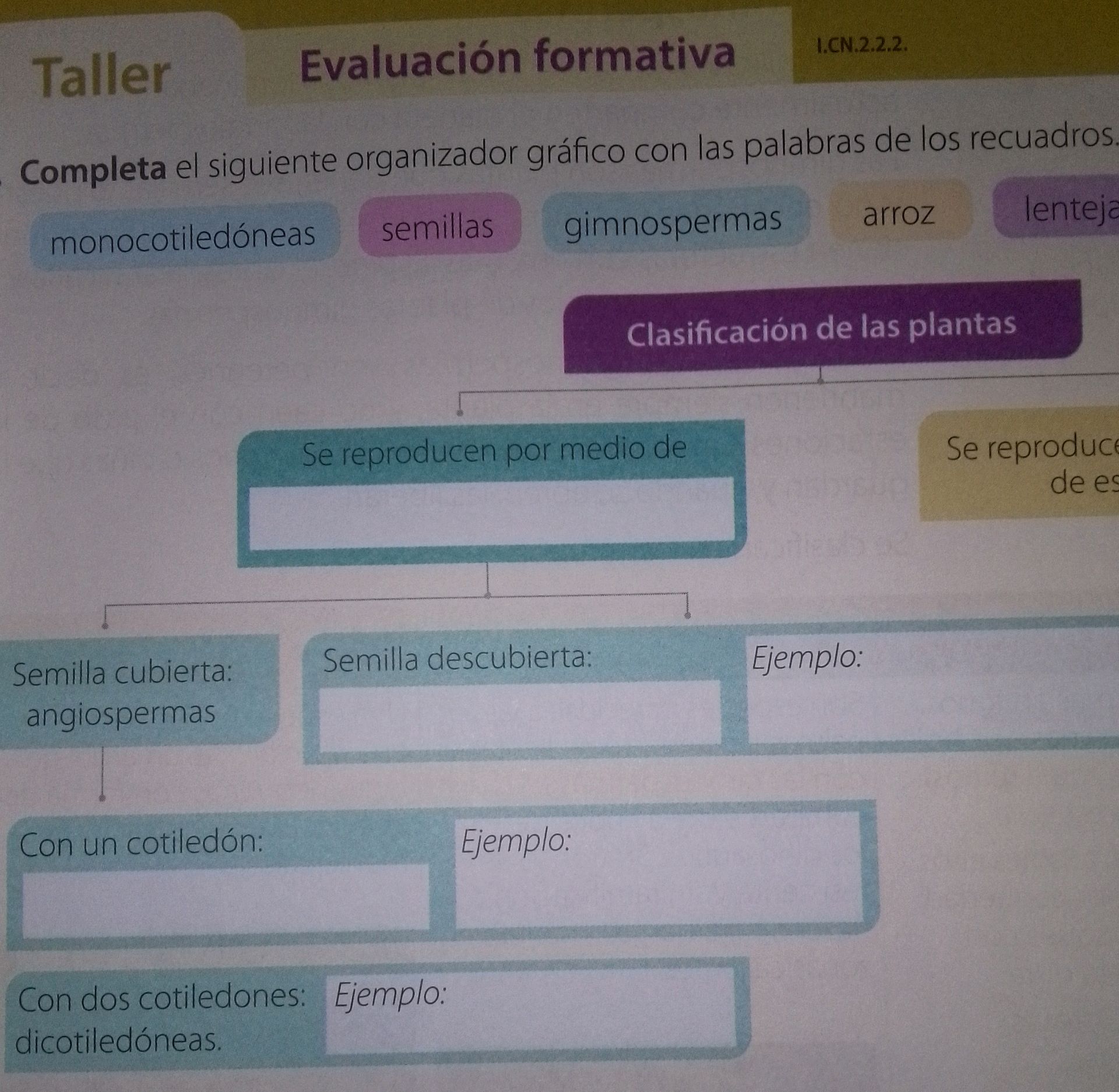 Completa el siguiente organizador gráfico | StudyX