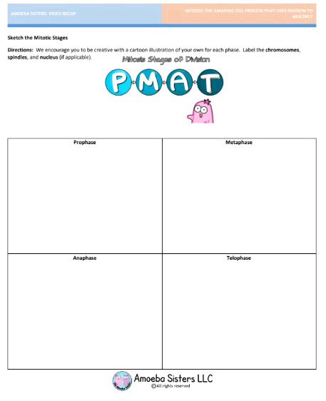 Sketch the Mitotic Stages Directions: We