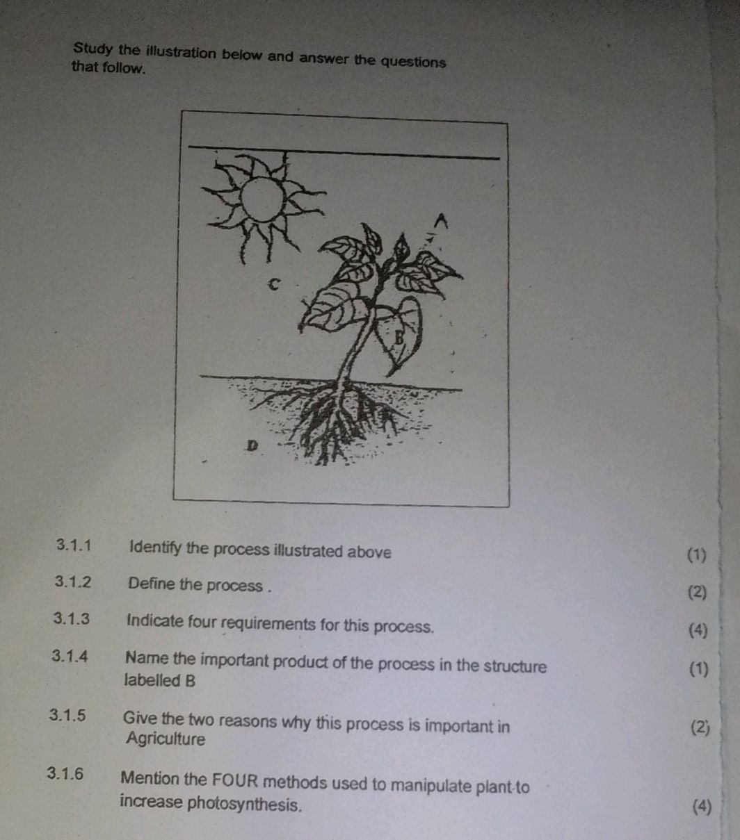 3.1.1 Identify the process illustrated above | StudyX