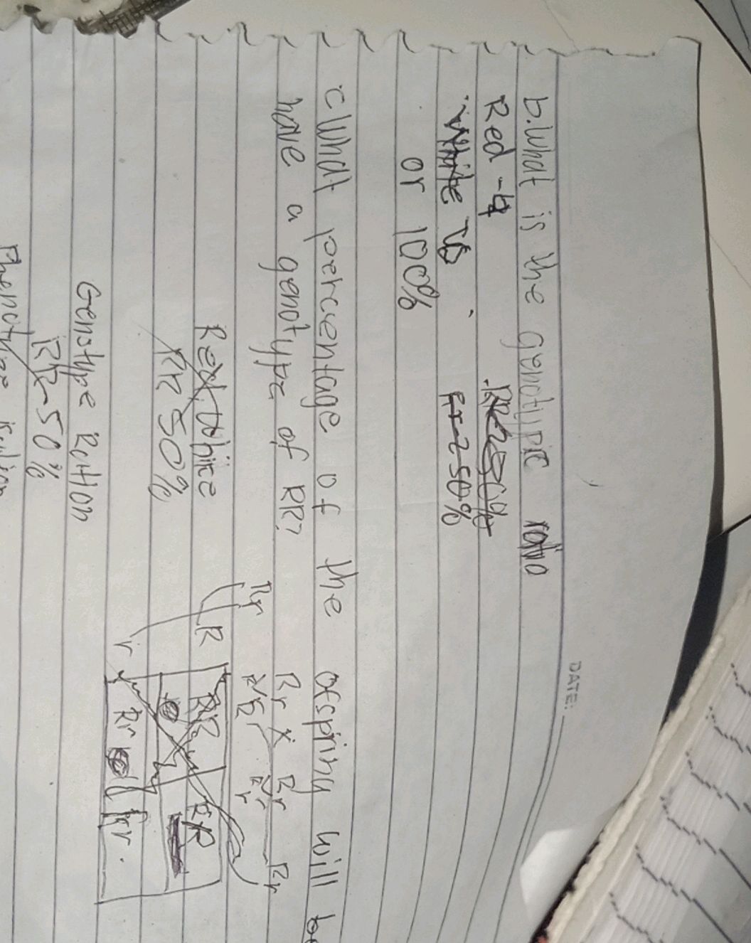 b. What is the genotypic ratio? Red - 4