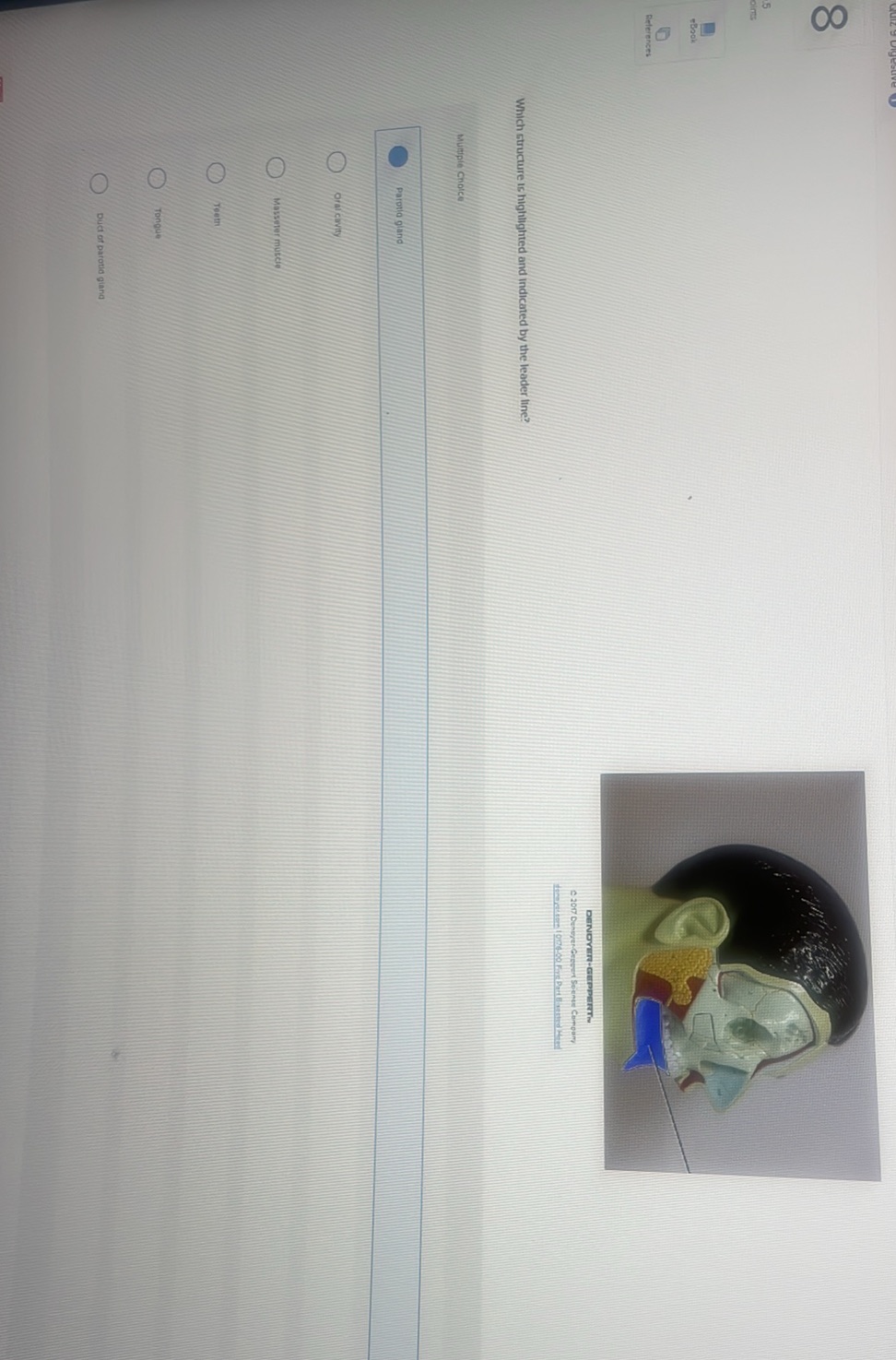 Which structure is highlighted and indicated | StudyX