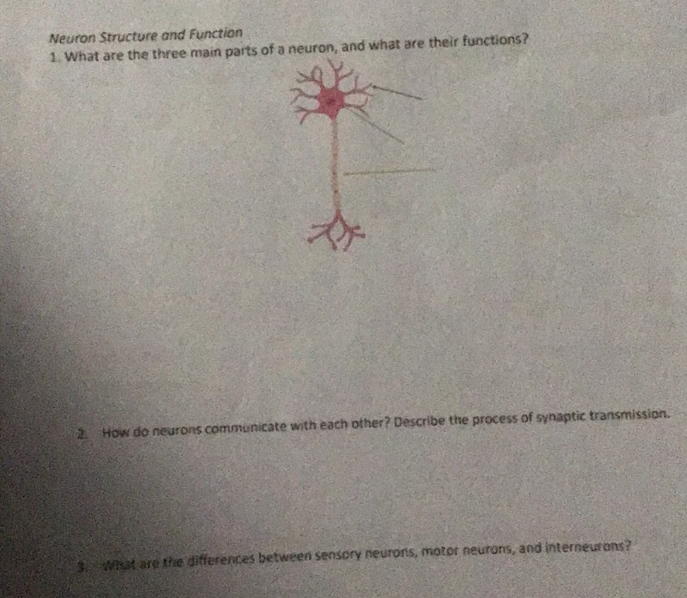 Neuron Structure and Function 1. What are | StudyX