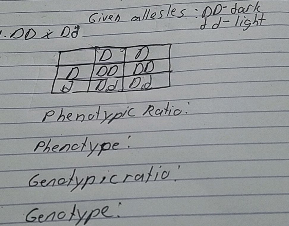 Given alleles: DD - dark d - light ``` | | StudyX