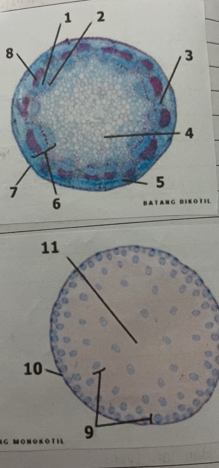The image shows cross-sections of plant | StudyX